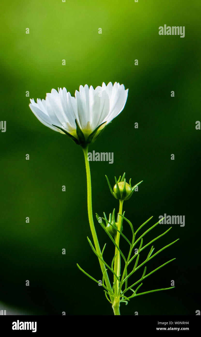 White top hi-res stock photography and images - Alamy