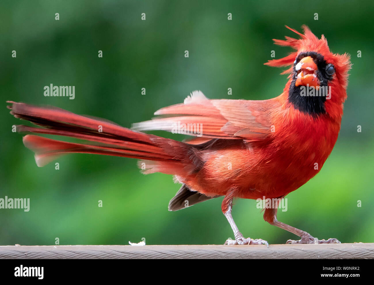 Windblown hair hi-res stock photography and images - Alamy