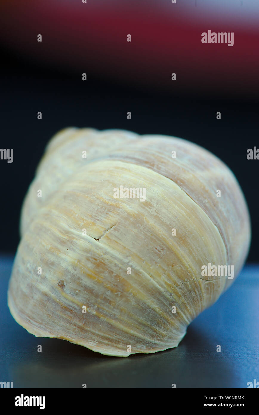 Gastropod shell spiral hi-res stock photography and images - Alamy