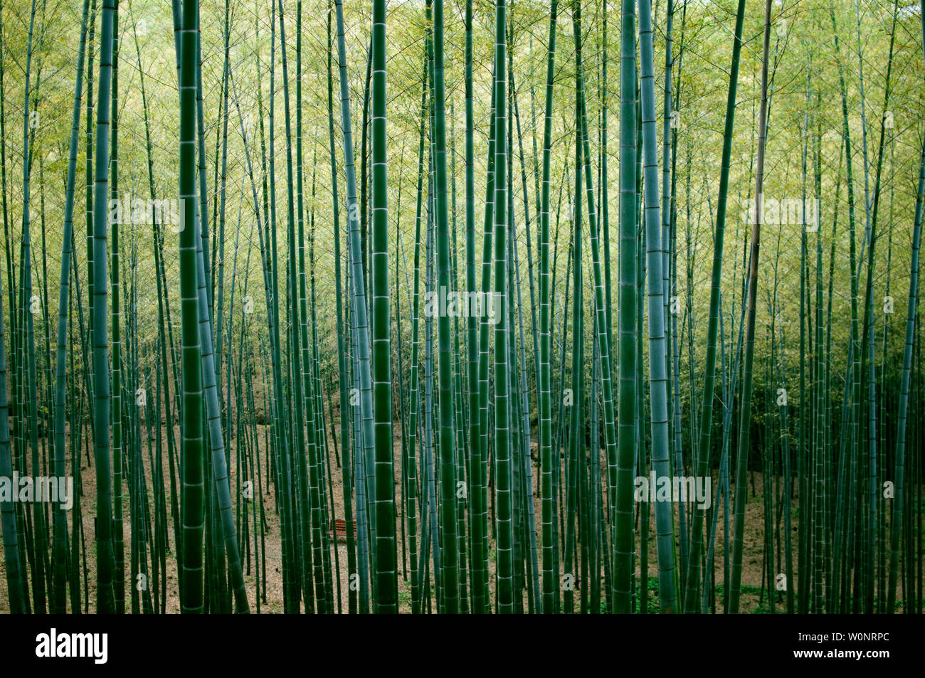Bamboo, bamboo forest, deep in the bamboo forest Stock Photo - Alamy