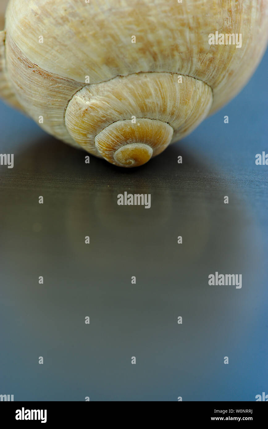 Snail shell detail hi-res stock photography and images - Alamy
