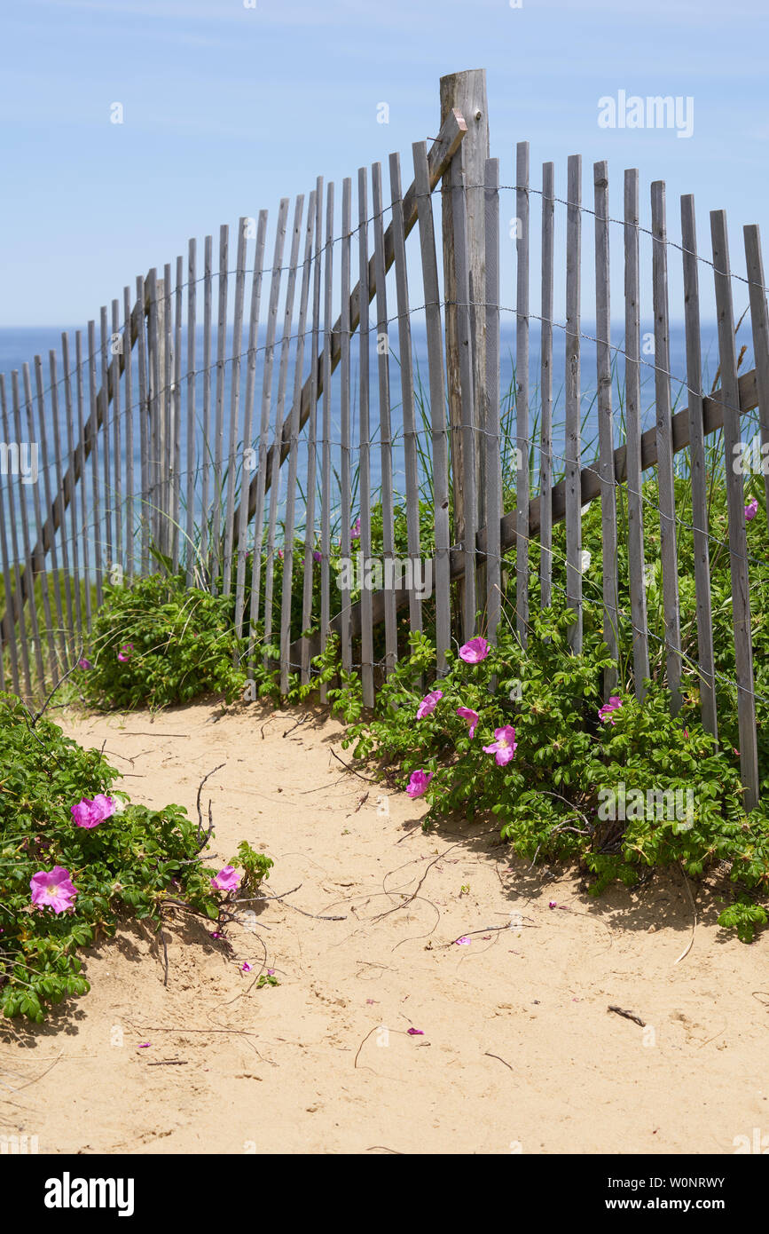 erosion fencing on the sandy cliffs above the ocean in Cape Cod ...