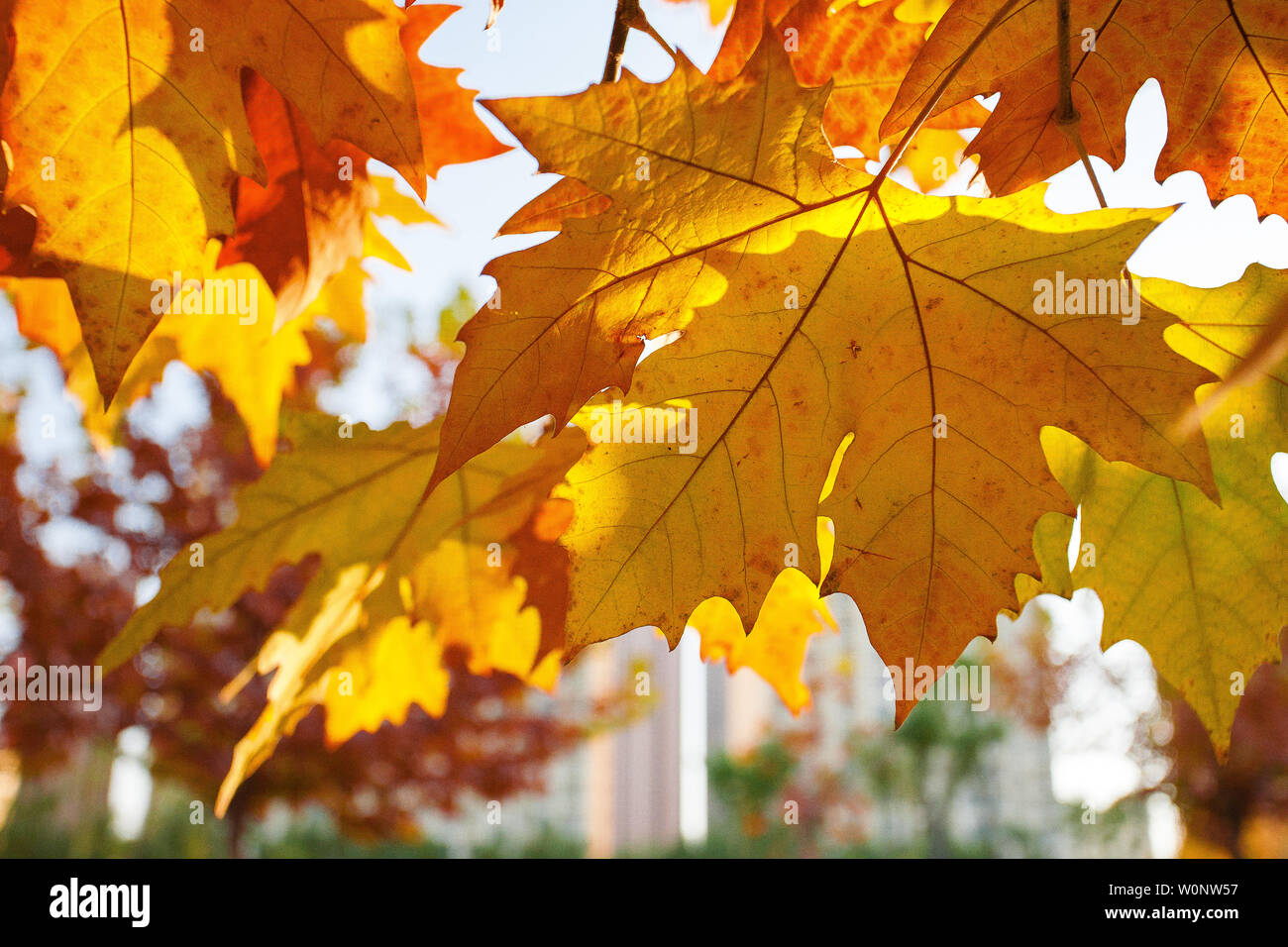 French sycamore hi-res stock photography and images - Alamy