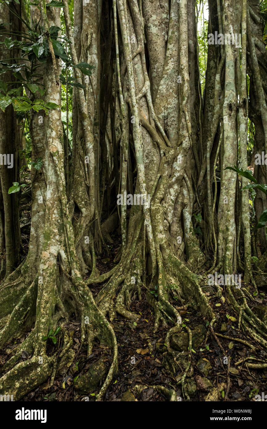 Strangler figs hi-res stock photography and images - Alamy