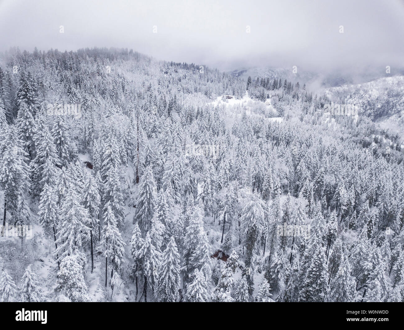 Low aerial view of snow covered forest in the Sierra Nevada Mountains ...