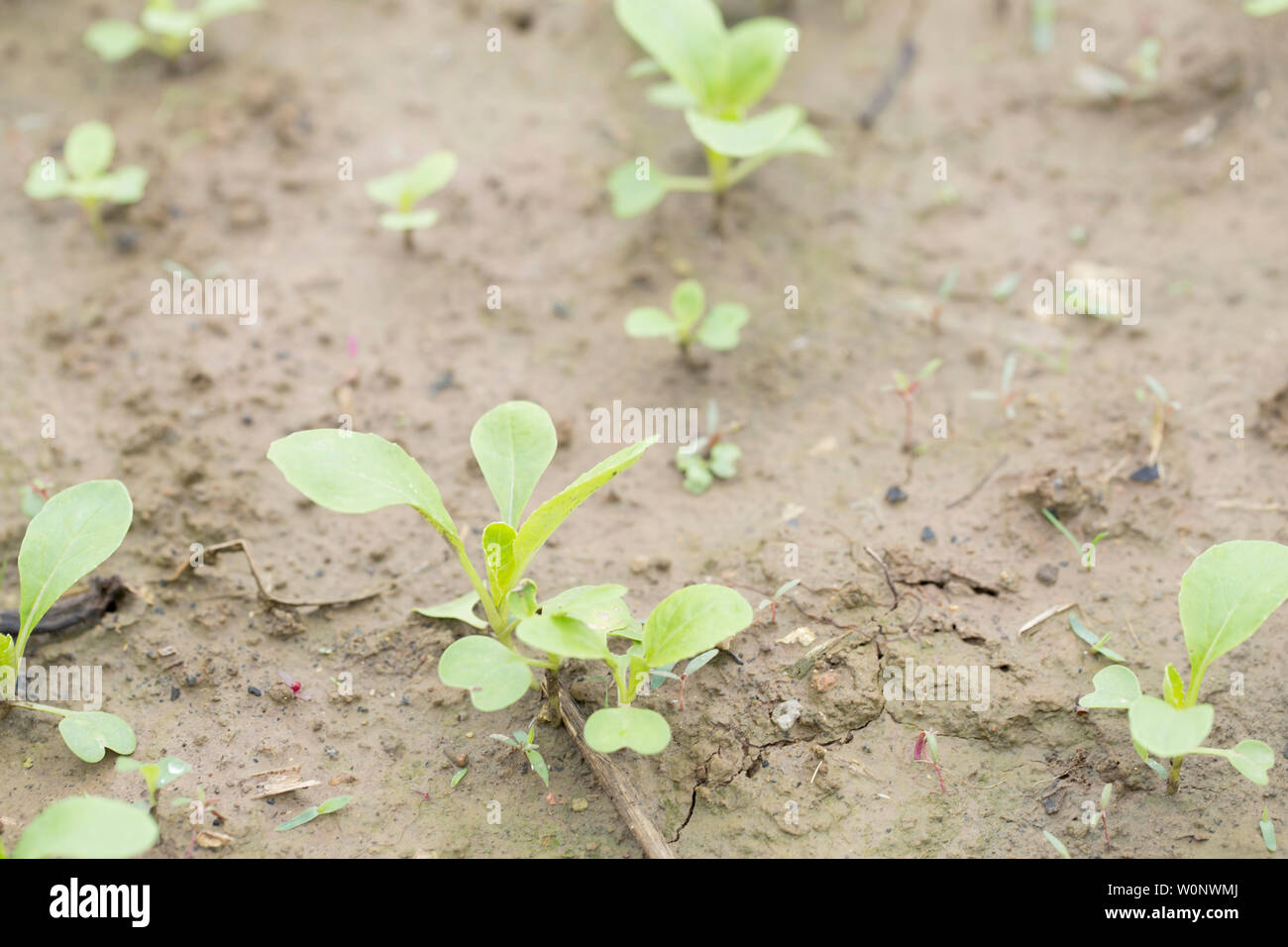 Just growing cabbage seedlings Stock Photo - Alamy