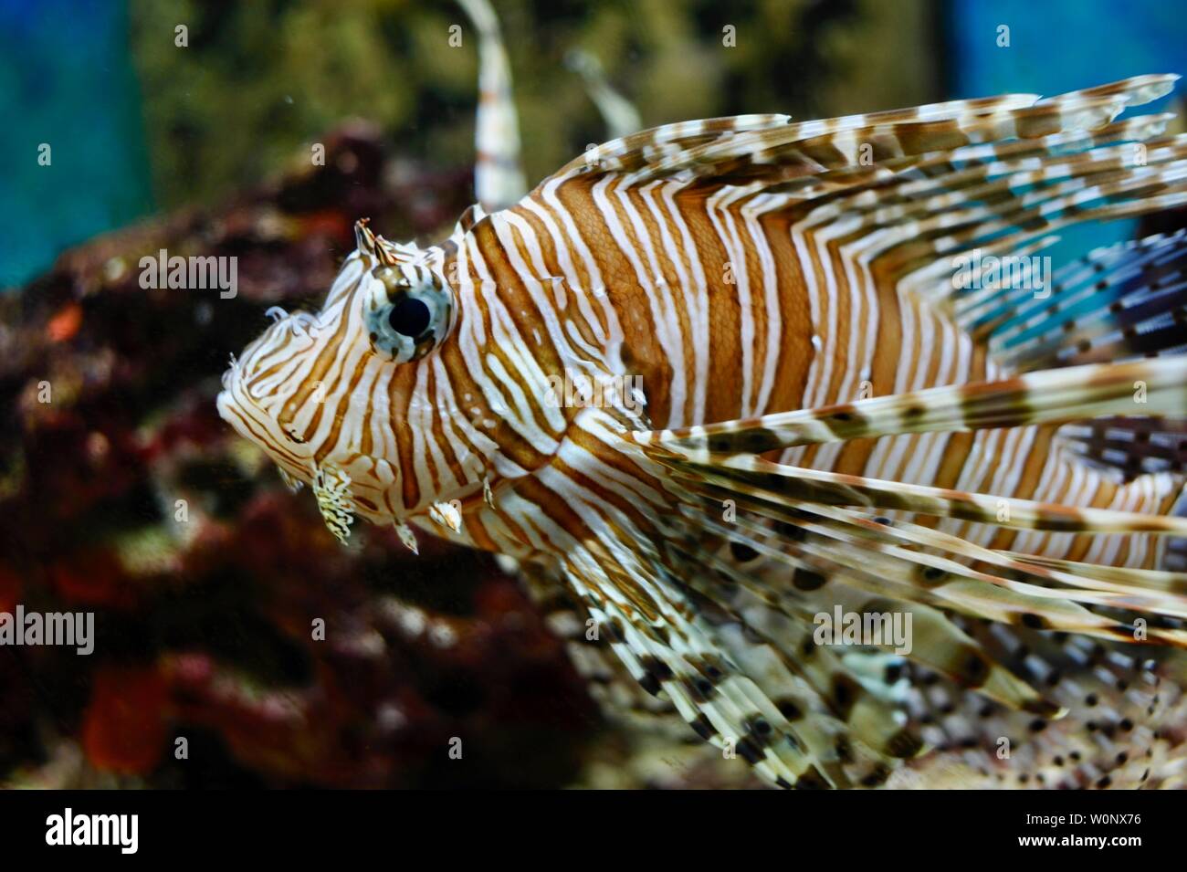 Florida reef fish hi-res stock photography and images - Alamy