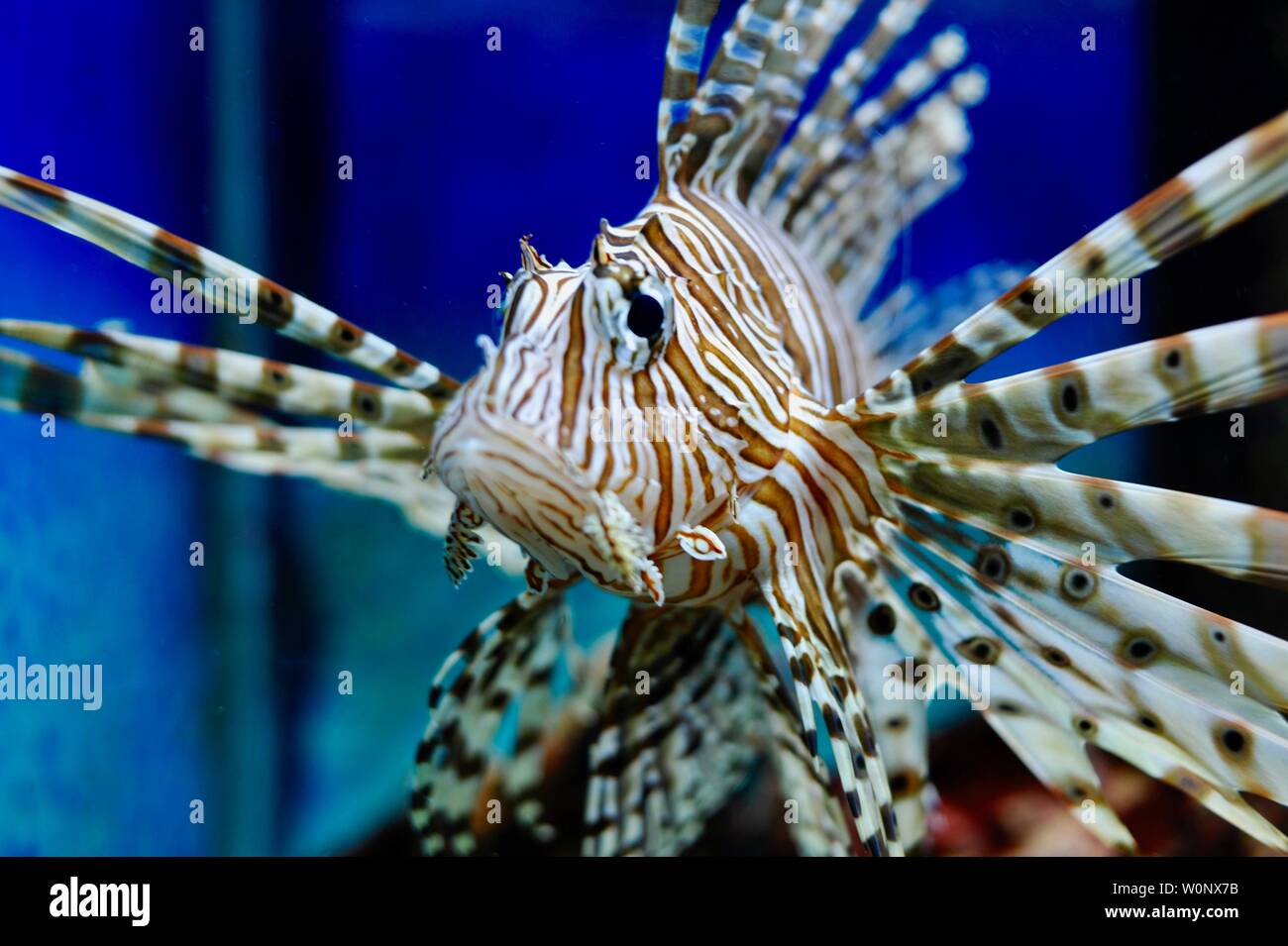 Florida Keys Coral Reef Fish 18x24 Reef Fishes Of Florida Poster,