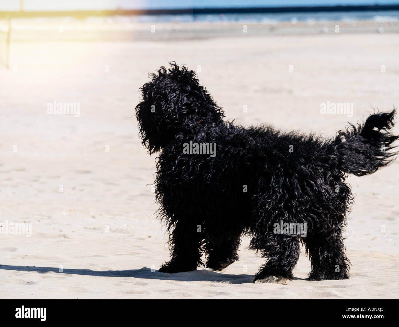 English cocker spaniel in water hi-res stock photography and images - Alamy