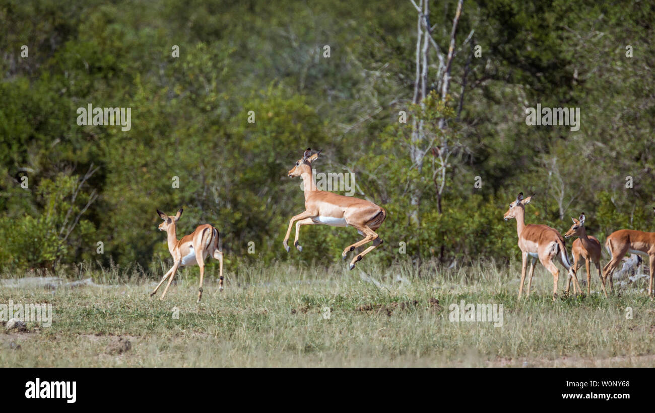 Impala running hi-res stock photography and images - Alamy