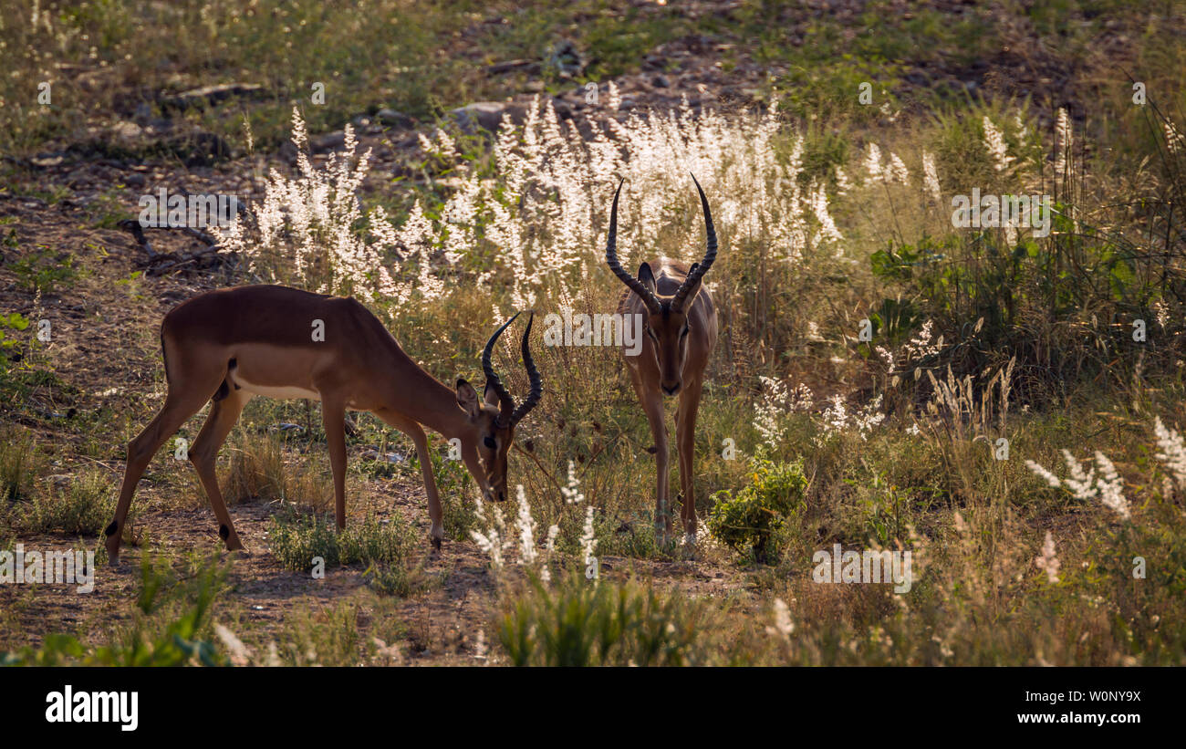 Two Impala in backlit grass in Kruger National park, South Africa ...