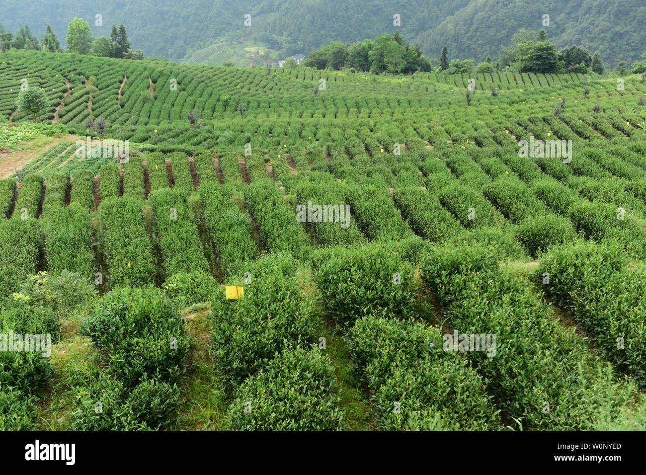 Tea garden scenery Stock Photo - Alamy