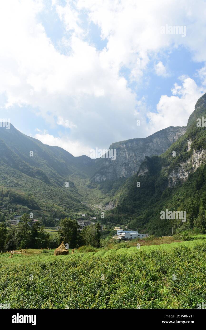 Big Tea Tree High Resolution Stock Photography and Images - Alamy
