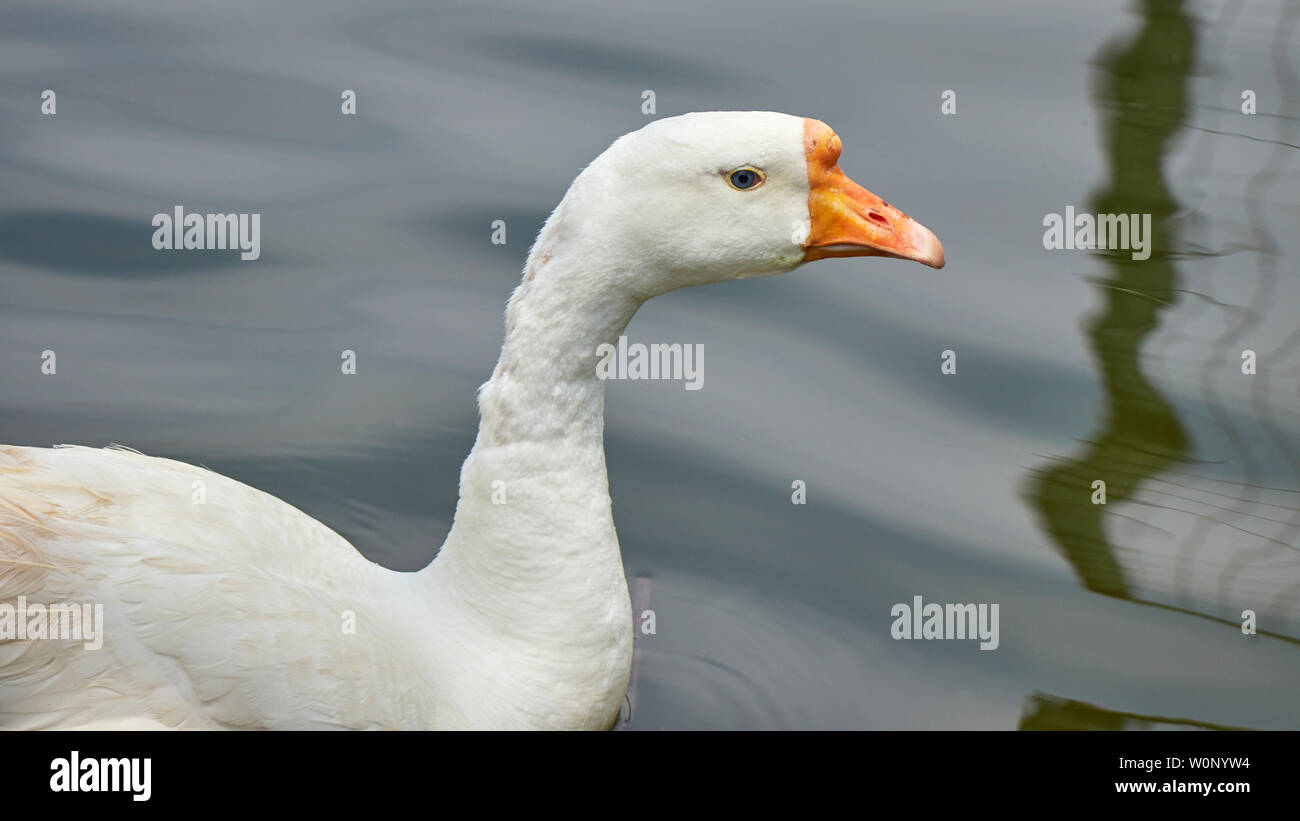 Goose on lake detailed view Stock Photo - Alamy