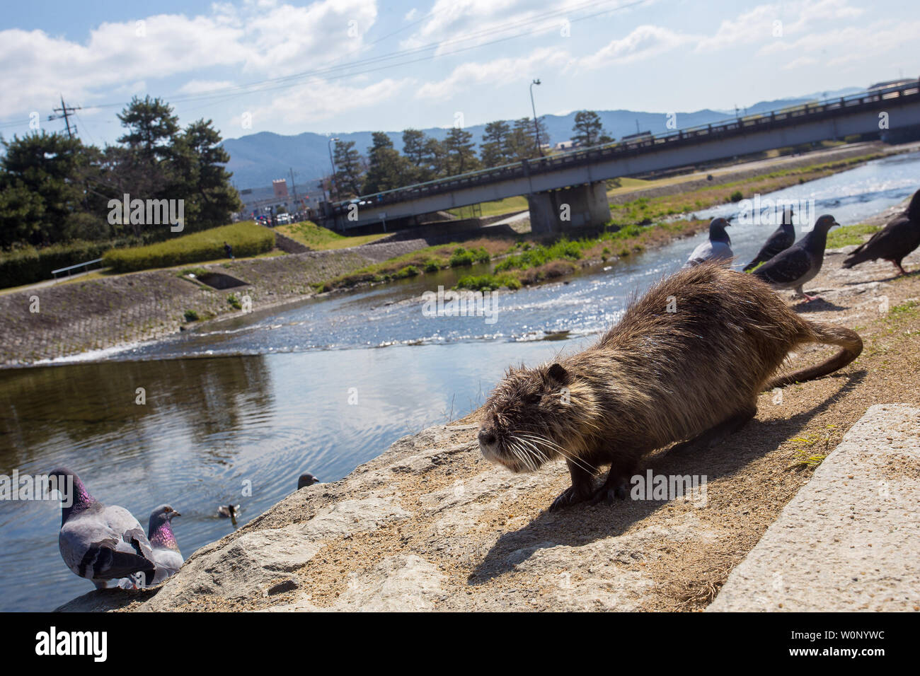 Beaver on Katsura river . Kyoto. Sunny day. (Women feed animal and ...