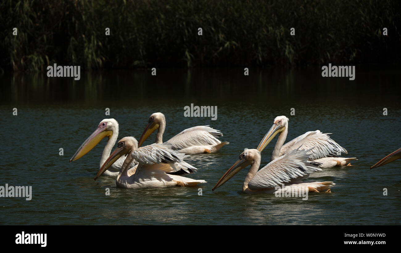 Australian pelicans head hi-res stock photography and images - Alamy