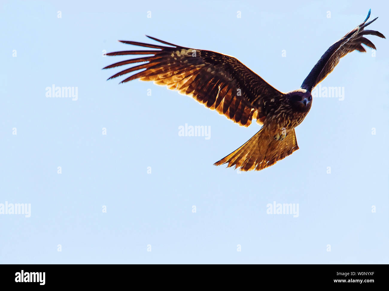 Eagle in flight. Sunny day . Kyoto. Flying over Katsura river Stock ...