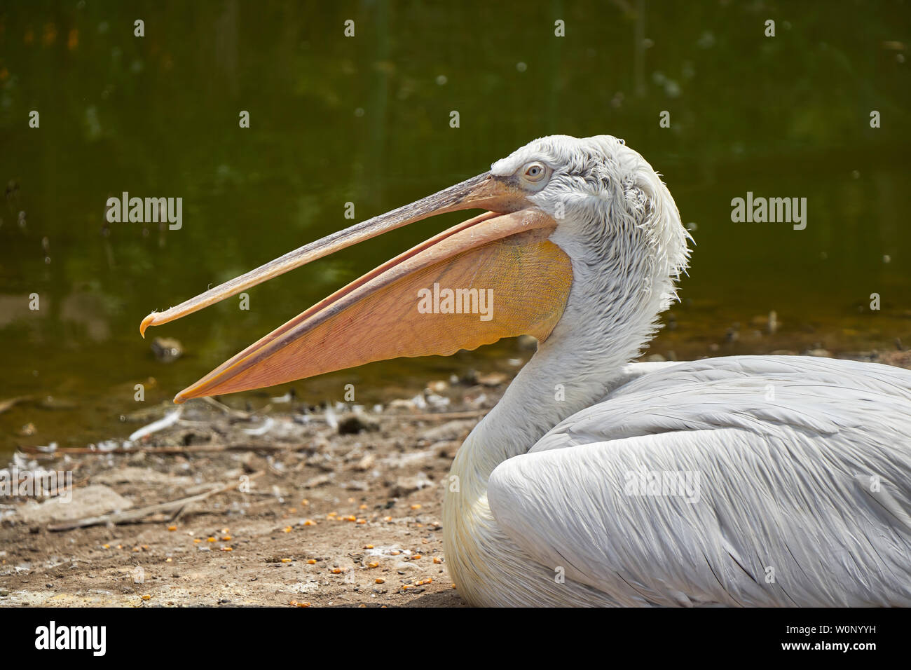 Pelican open mouth hi-res stock photography and images - Alamy