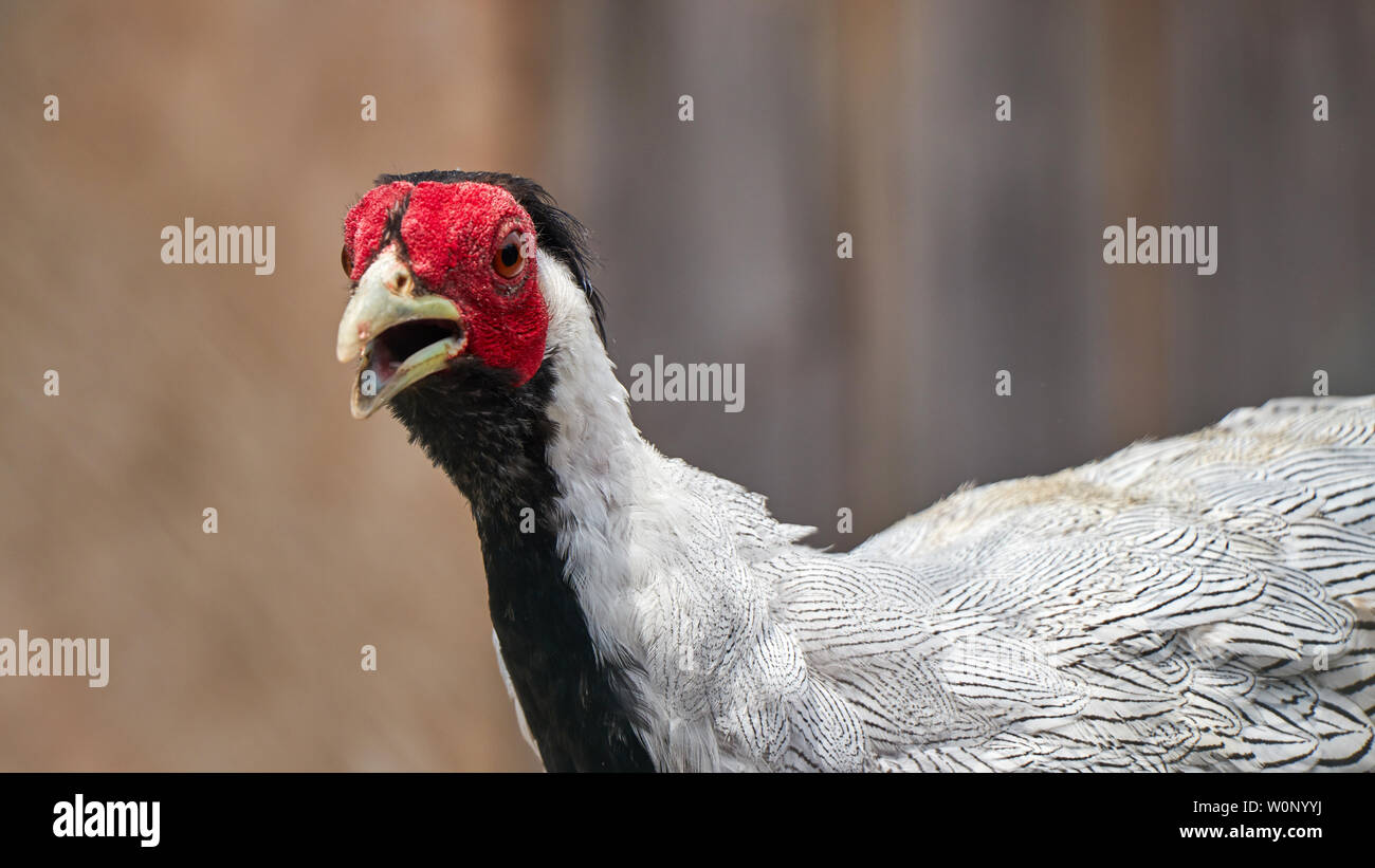 Rooster pheasant hi-res stock photography and images - Alamy