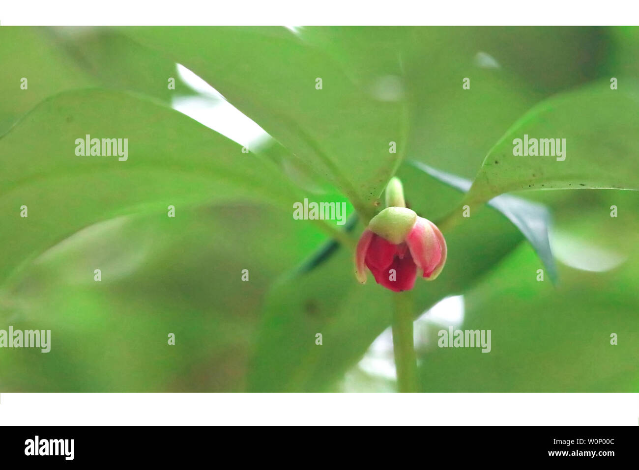 Octagon spice hi-res stock photography and images - Alamy