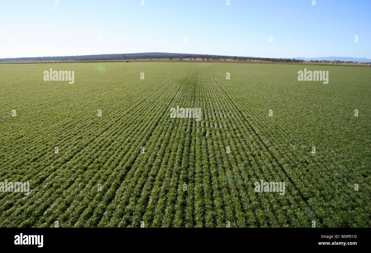 farm on the liverpool plains northern nsw Stock Photo - Alamy