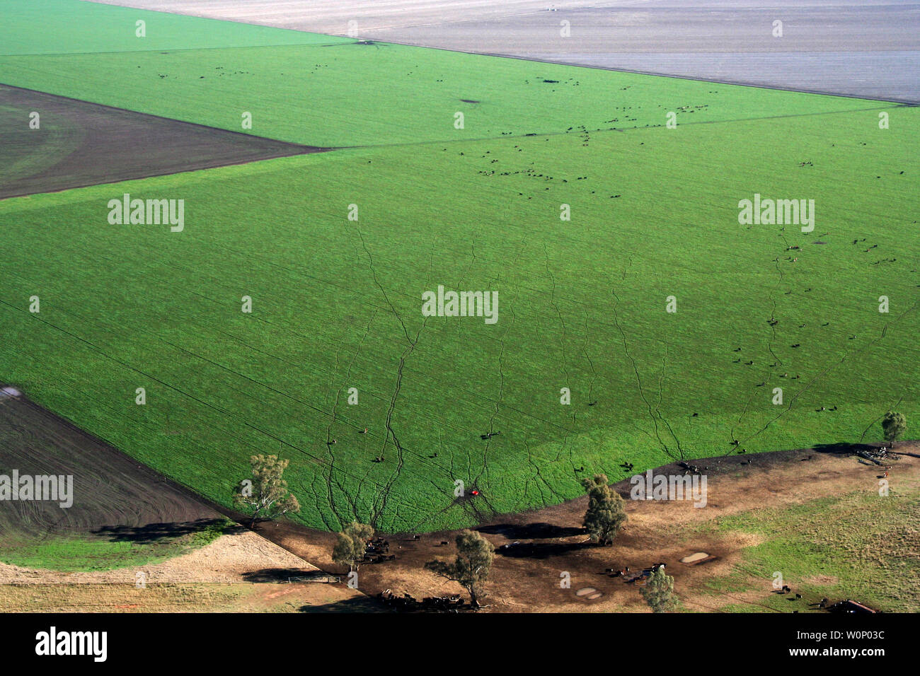 farm on the liverpool plains northern nsw Stock Photo - Alamy
