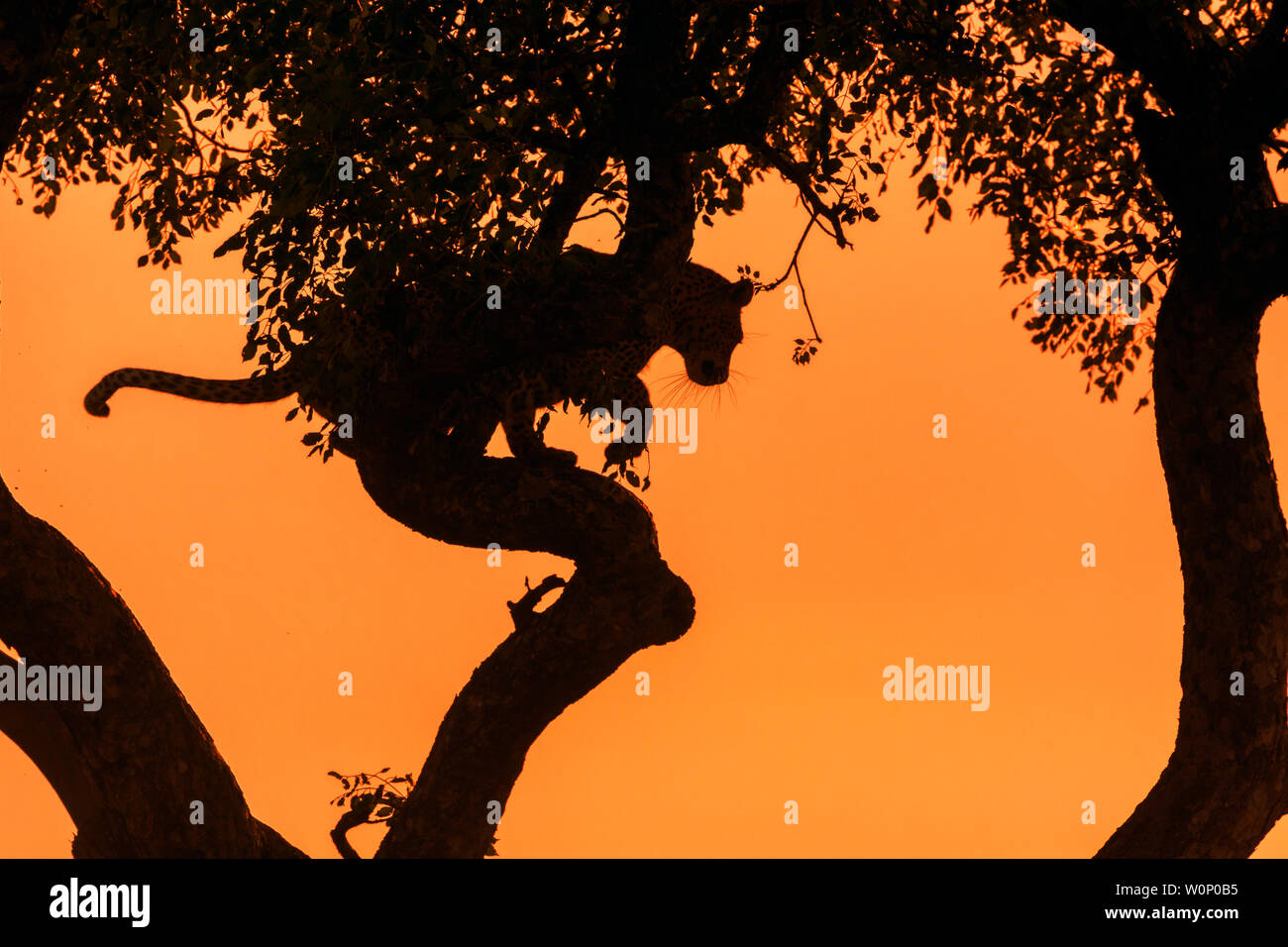 Cat jumping silhouette hi-res stock photography and images - Alamy