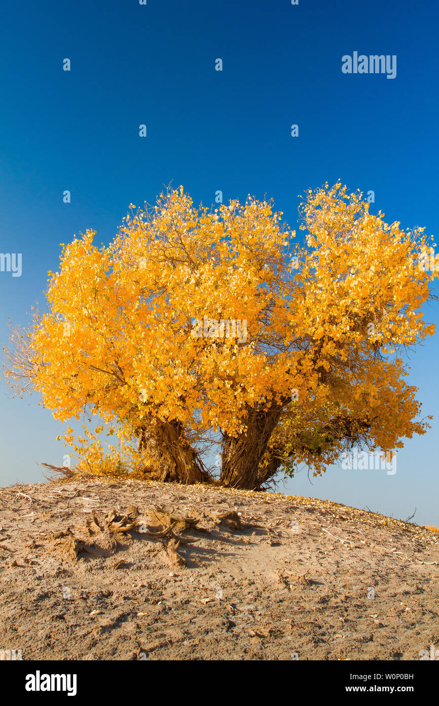 In autumn, a golden poplar grows on a mound with a blue sky in the ...