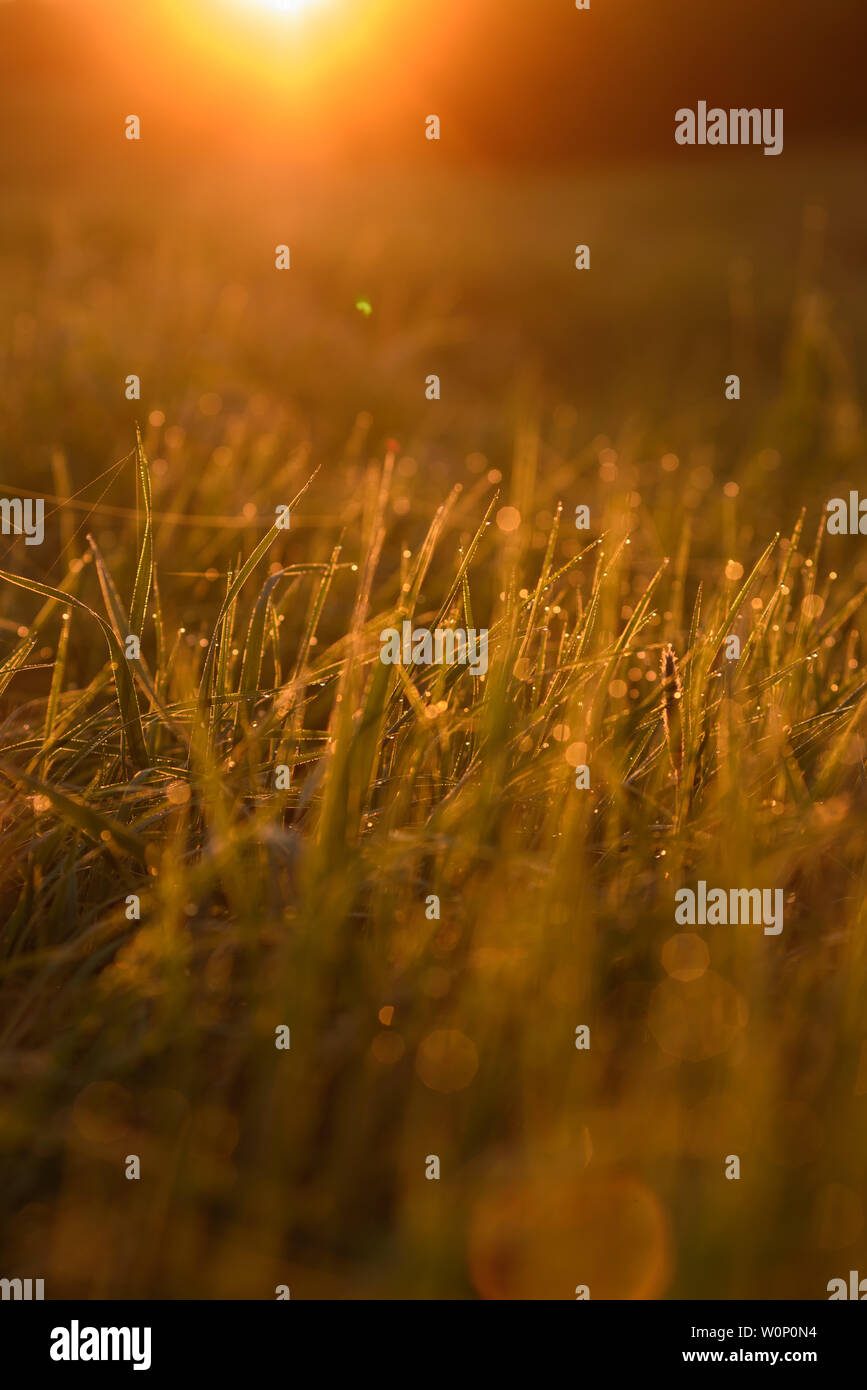 Green grass shimmers in yellow hi-res stock photography and images - Alamy