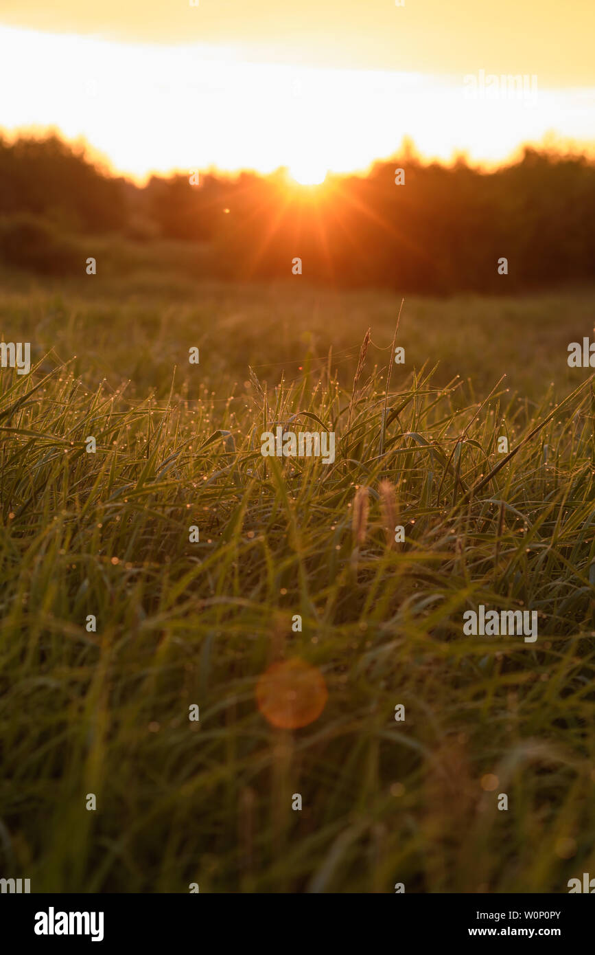 Green grass shimmers in yellow hi-res stock photography and images - Alamy