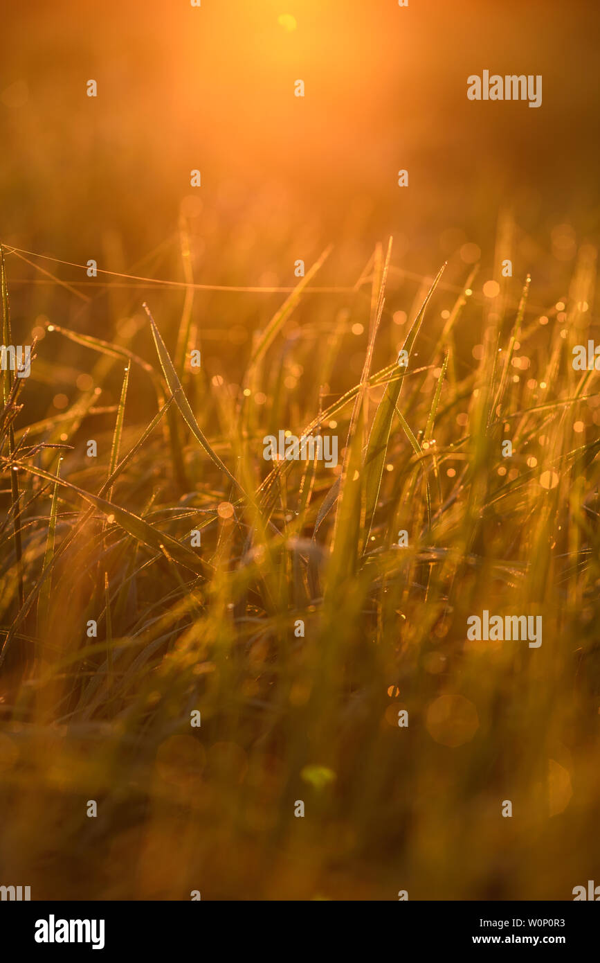 Green grass shimmers in yellow hi-res stock photography and images - Alamy