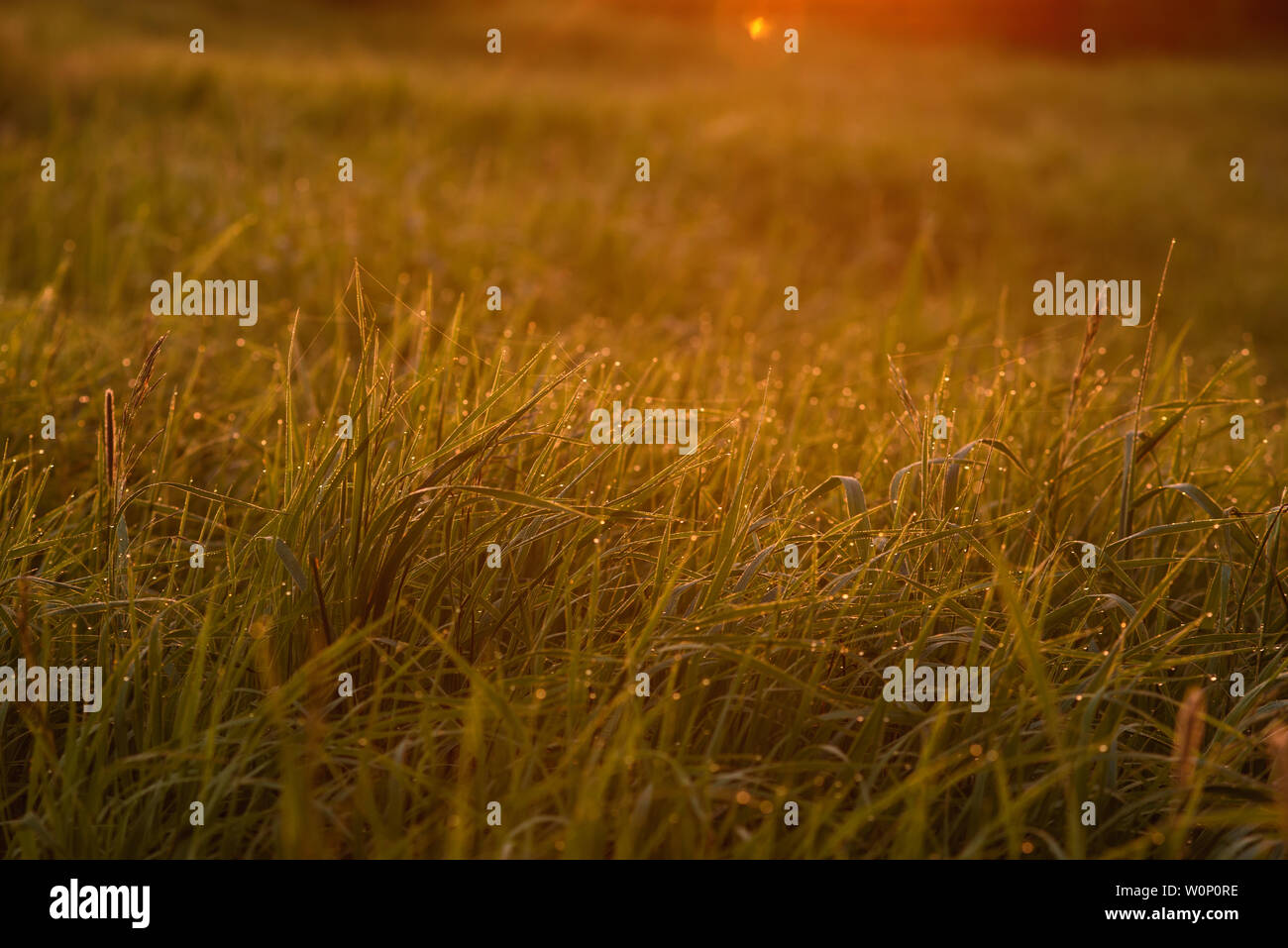 Early morning. The rising of the sun. Warm light shimmers in the ...