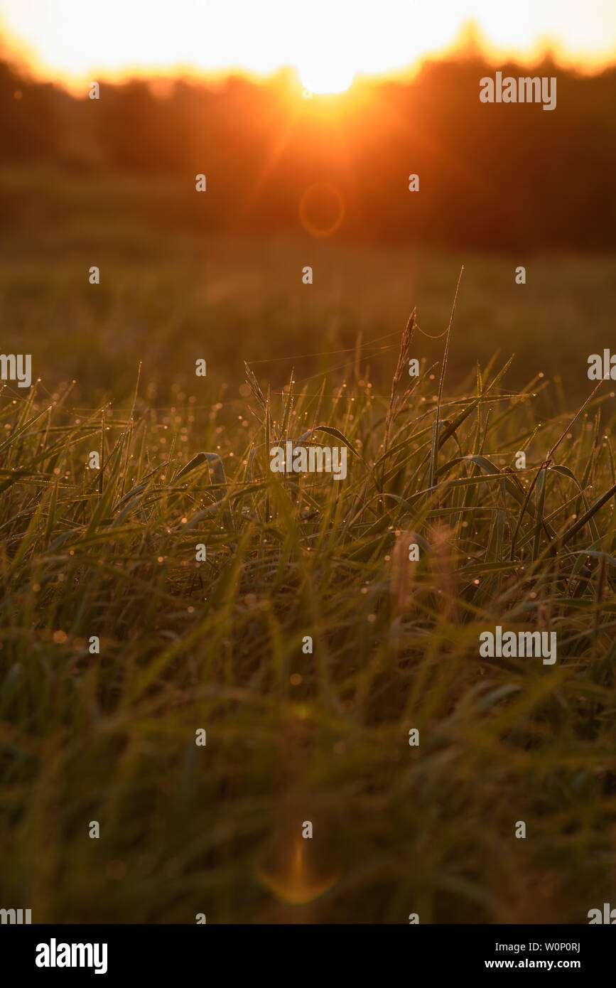 Green grass shimmers in yellow hi-res stock photography and images - Alamy