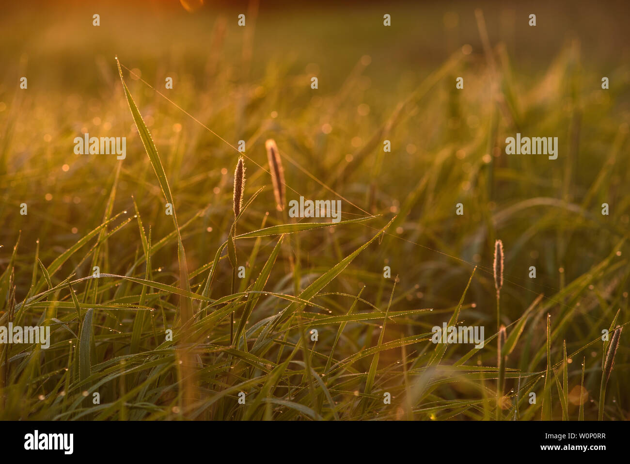 Early morning. The rising of the sun. Warm light shimmers in the ...