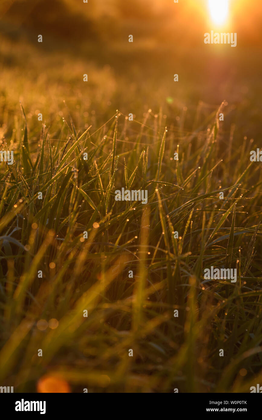 Green grass shimmers in yellow hi-res stock photography and images - Alamy