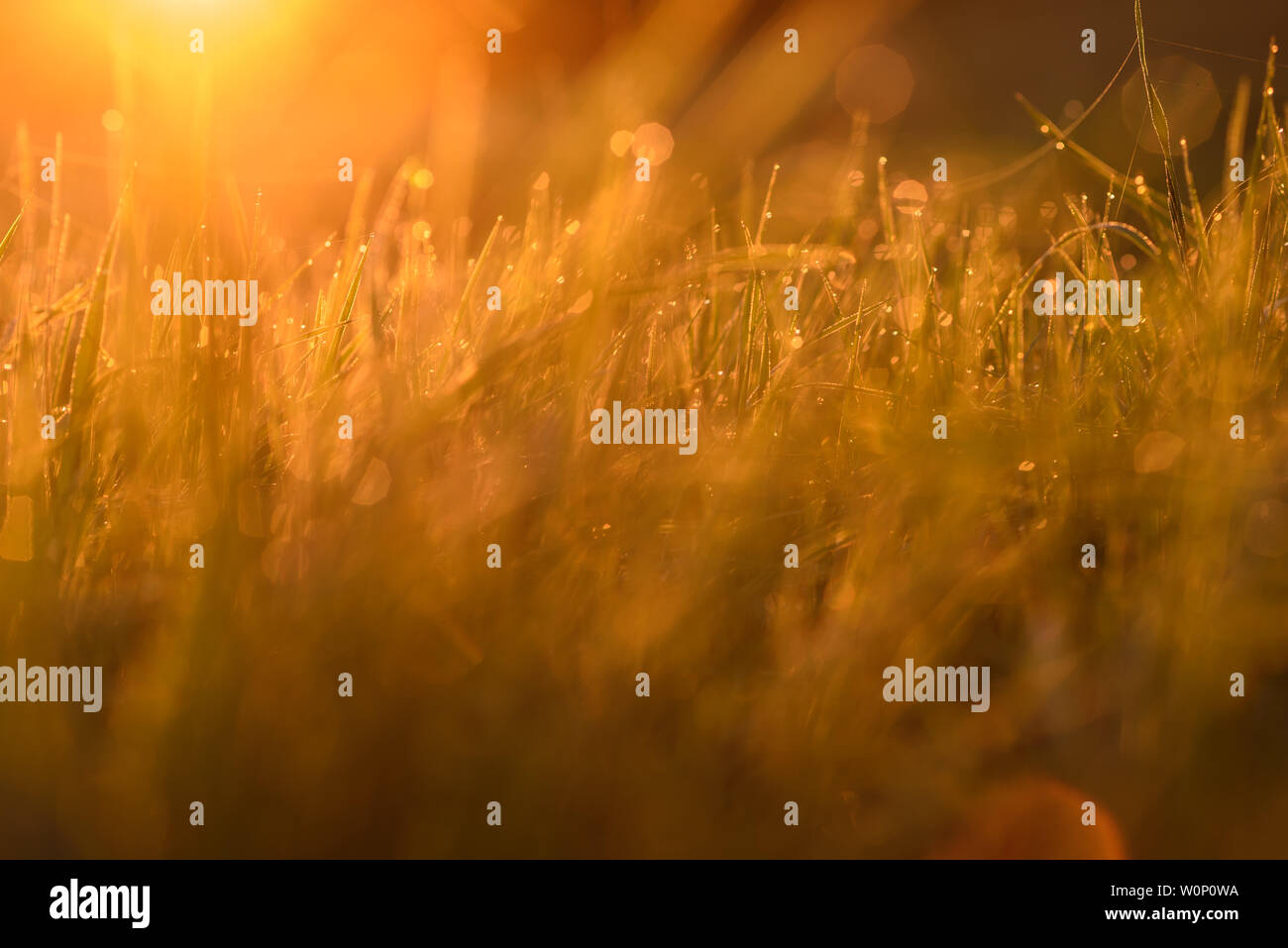 Early morning. The rising of the sun. Warm light shimmers in the ...