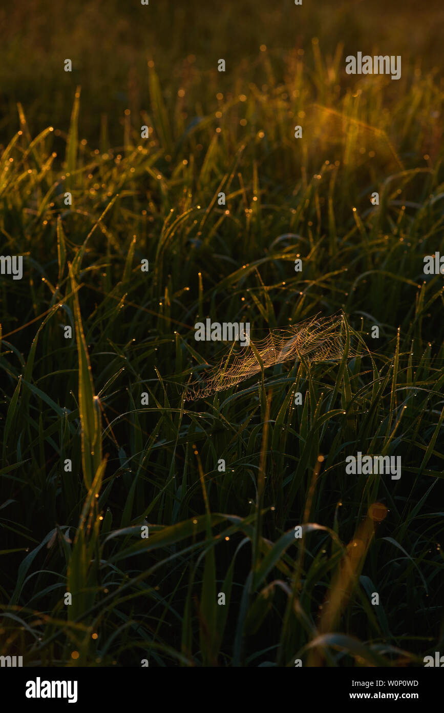 Green grass shimmers in yellow hi-res stock photography and images - Alamy