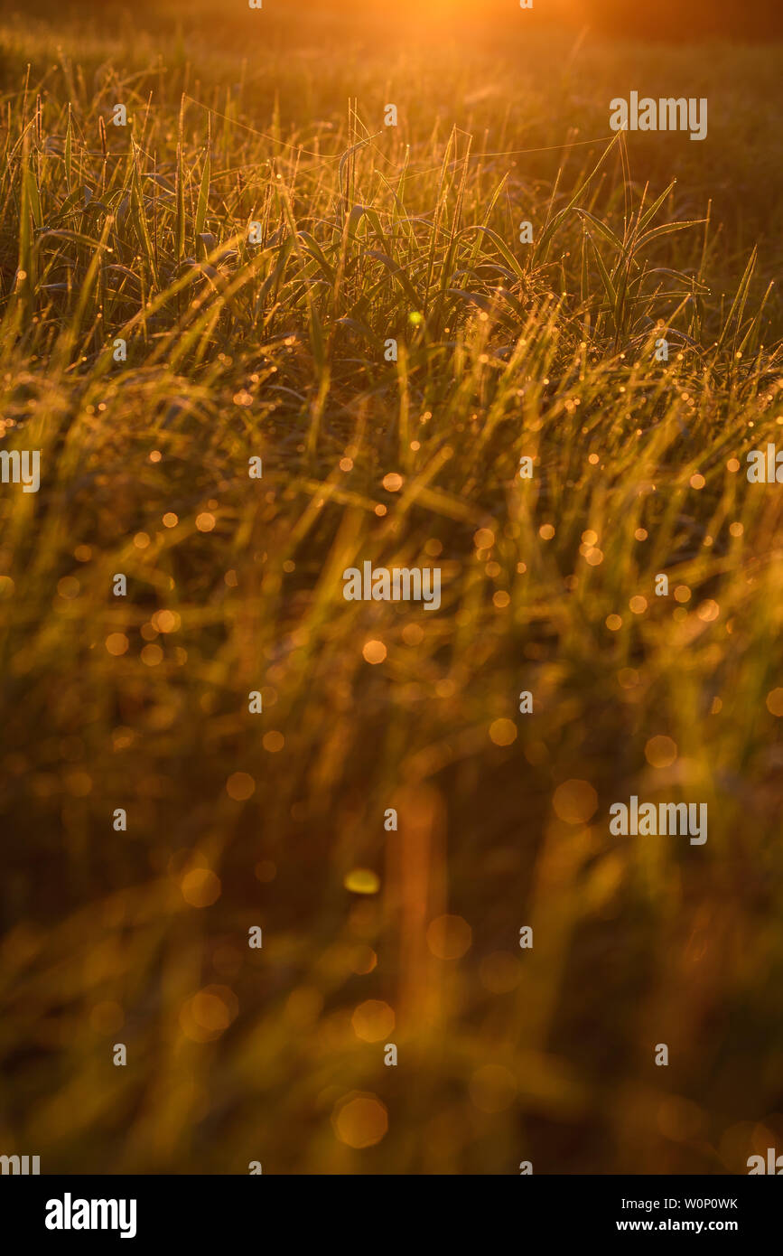 Green grass shimmers in yellow hi-res stock photography and images - Alamy