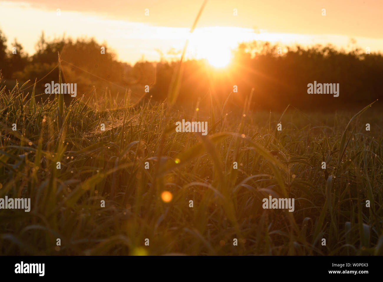 Early morning. The rising of the sun. Warm light shimmers in the ...