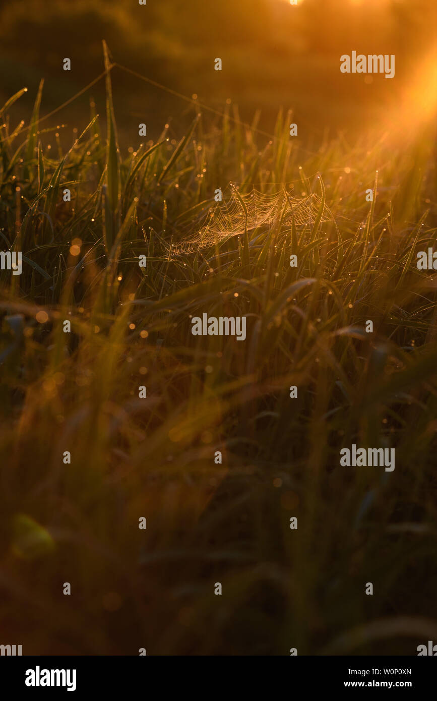 Early morning. The rising of the sun. Warm light shimmers in the ...