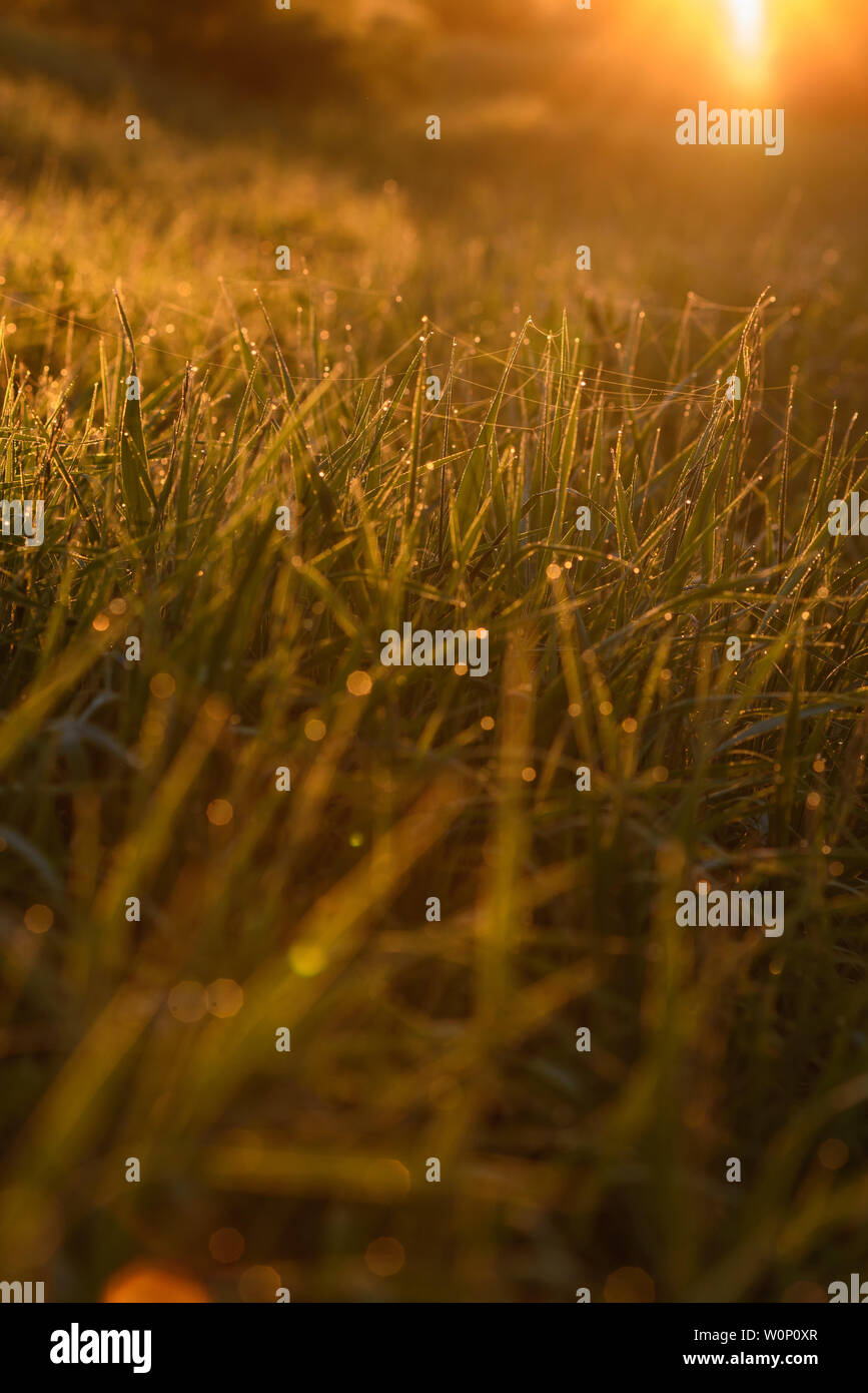 Green grass shimmers in yellow hi-res stock photography and images - Alamy