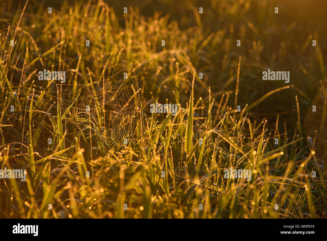 Spider web grass hi-res stock photography and images - Alamy