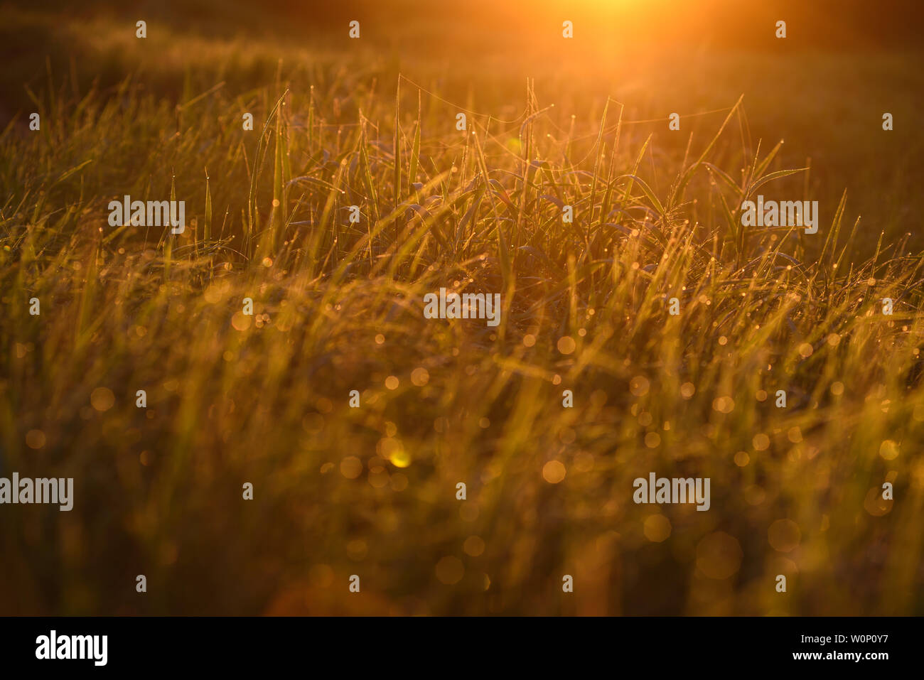 Early morning. The rising of the sun. Warm light shimmers in the ...