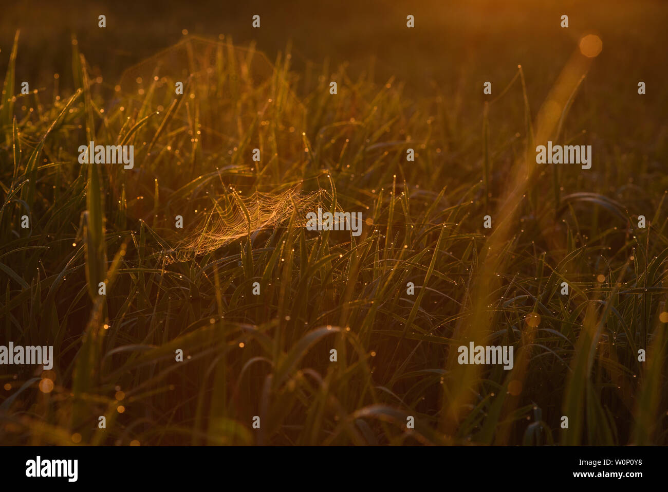 Bright green grass shimmers hi-res stock photography and images - Alamy