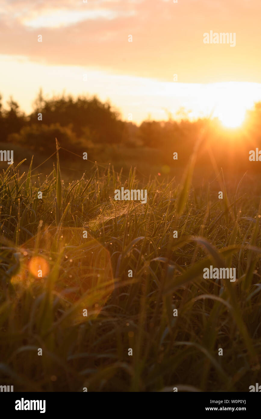 Green grass shimmers in yellow hi-res stock photography and images - Alamy