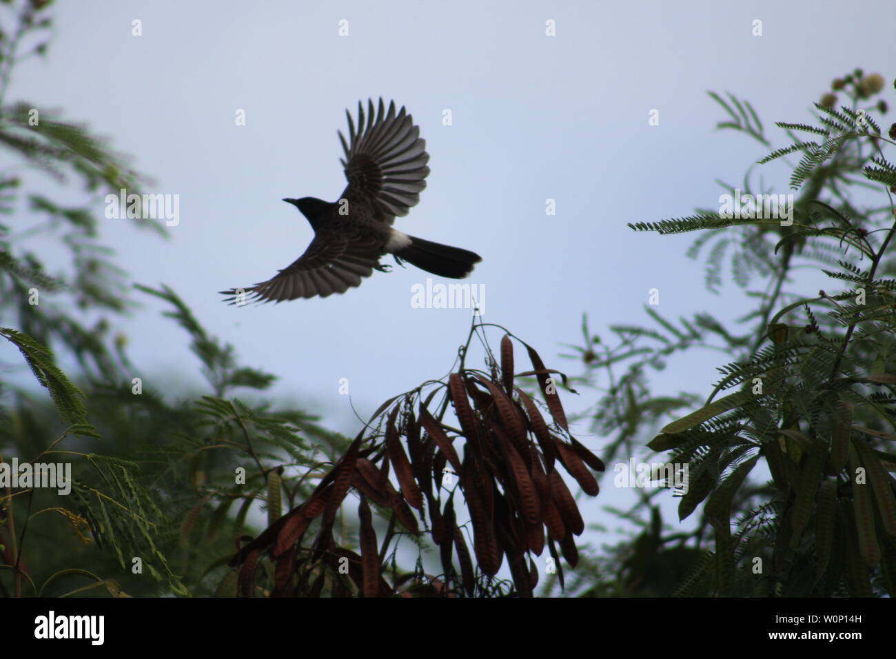 Hawaii bird flying over tree hi-res stock photography and images - Alamy