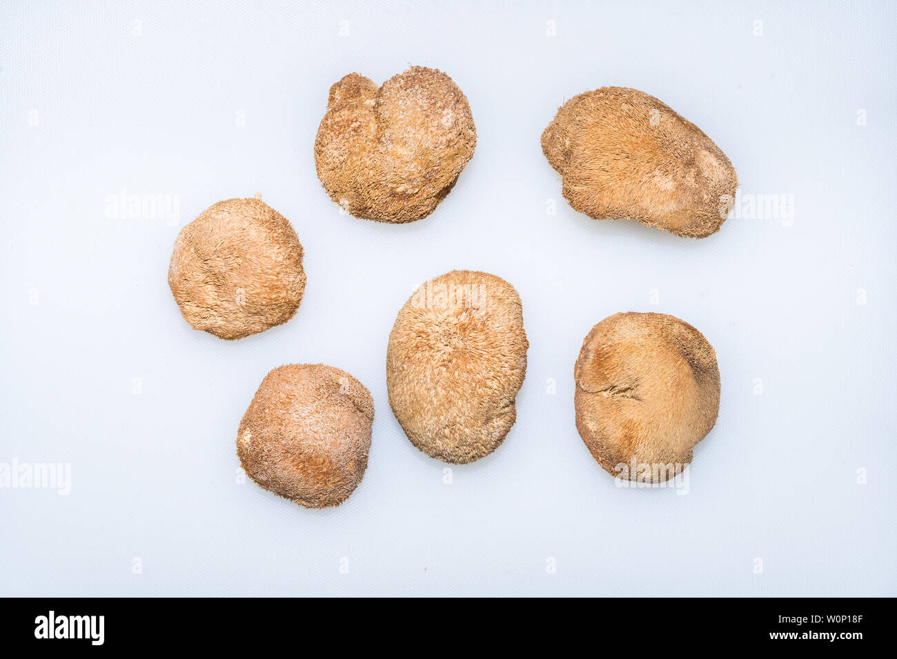 Monkey mushrooms on white background Stock Photo - Alamy