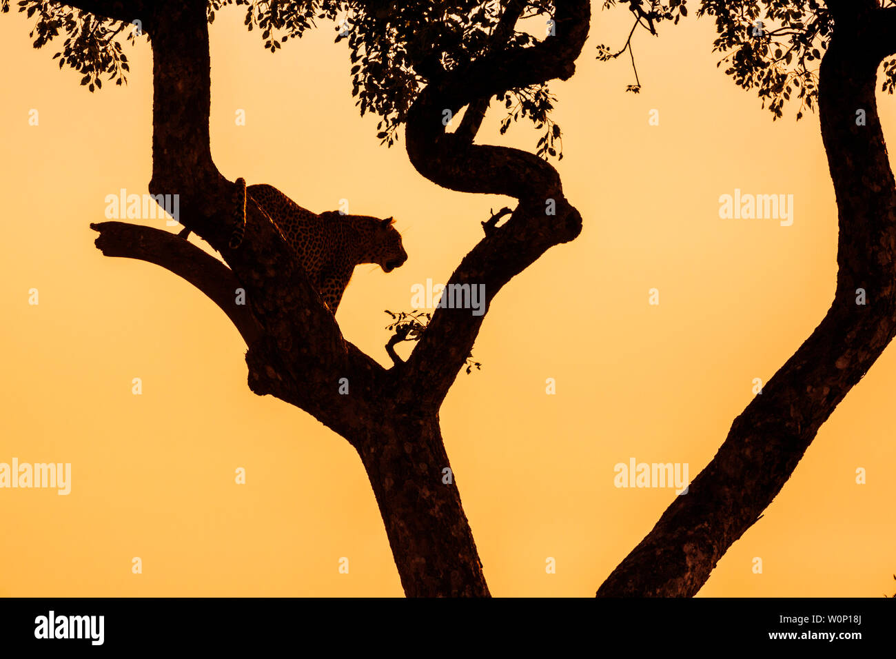 Leopard in tree sunset hi-res stock photography and images - Alamy