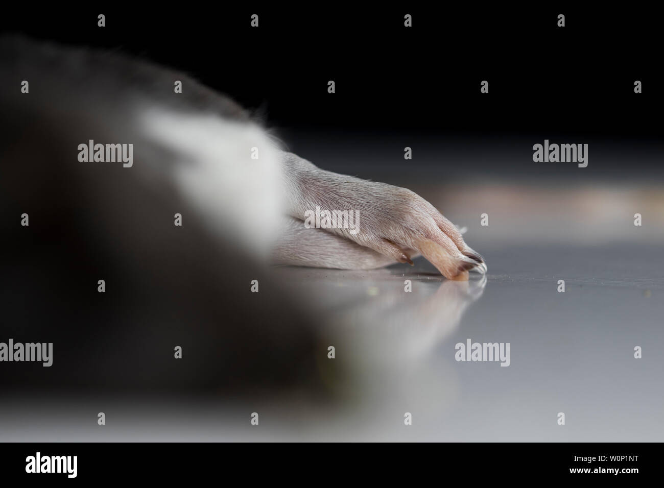 Dead tissue hi-res stock photography and images - Alamy