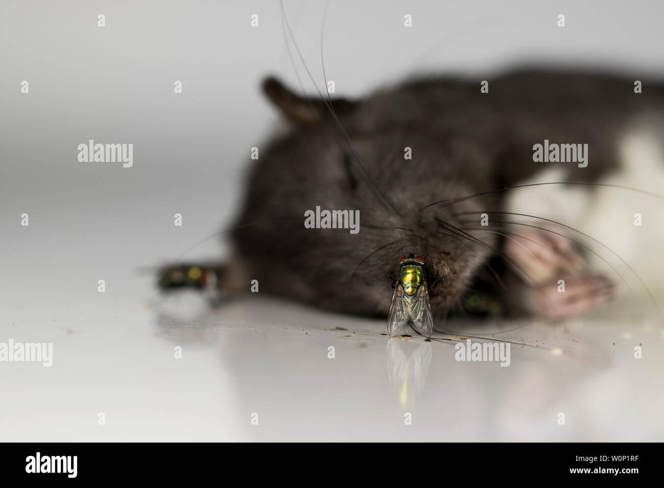 Dead rat carcass hi-res stock photography and images - Alamy